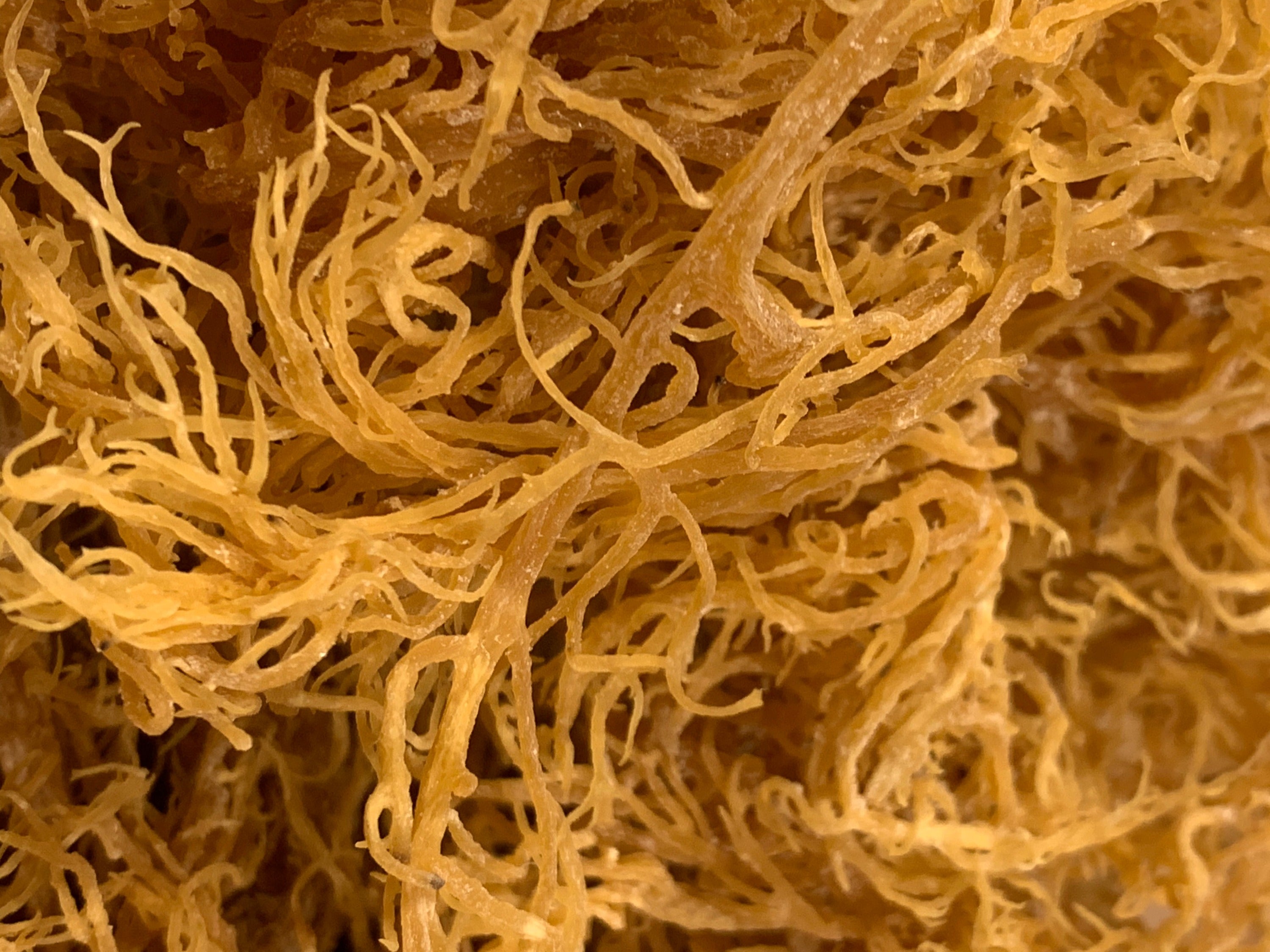 Sea Moss – HeavenlySentSeamoss LLC